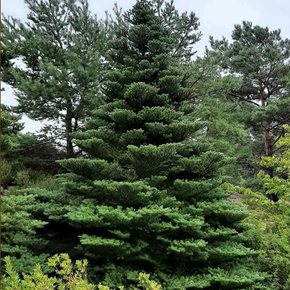 Brad Corean (Abies Koreana), cu conuri purpurii albastre ...