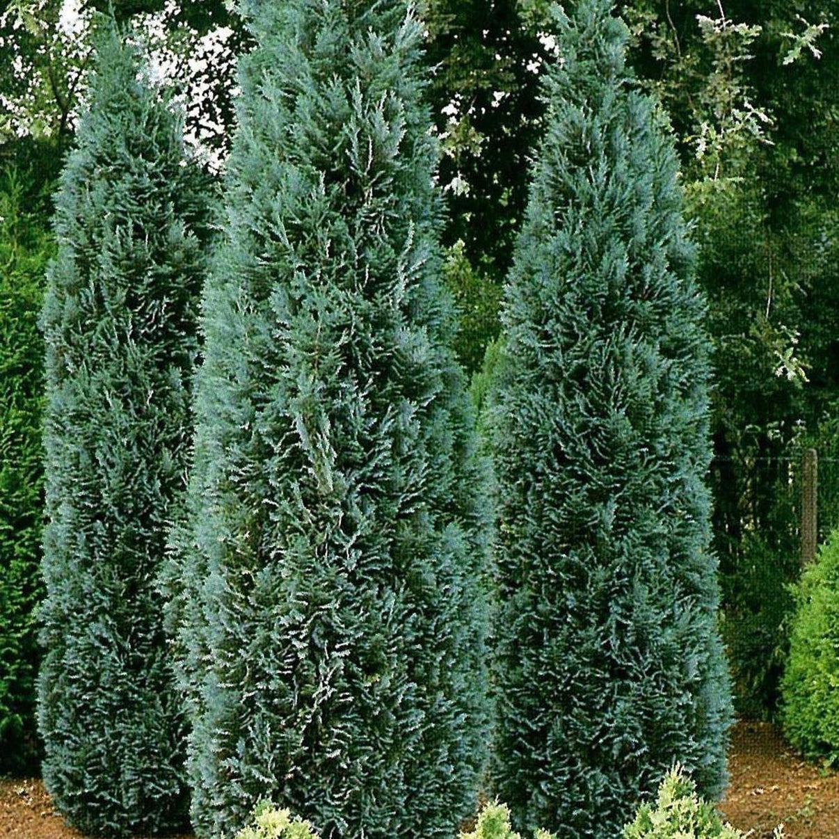Chiparos Columnaris verde-albastru, gard viu vesnic verde ...