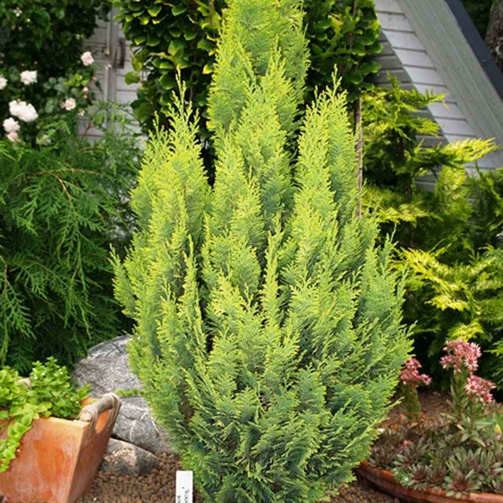 Chiparos verde-auriu Ellwoods Empire – peisagisticstonegarden